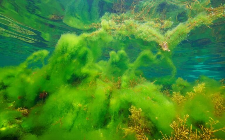Pond Guru: Filamentous Algae Explained & Pond Management