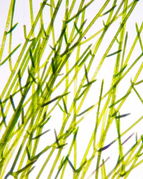 What Is Filamentous Algae? Pond Management - Pond Guru