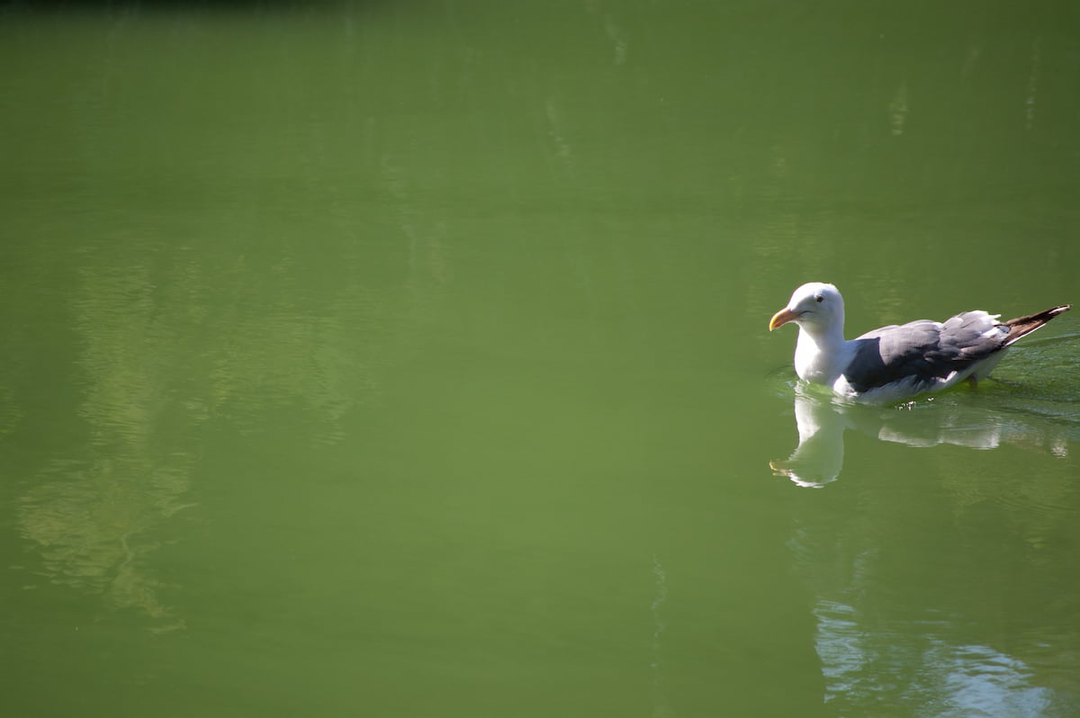 Green Pond Water: How to Clear It Without Harming Your Pond - Pond Guru