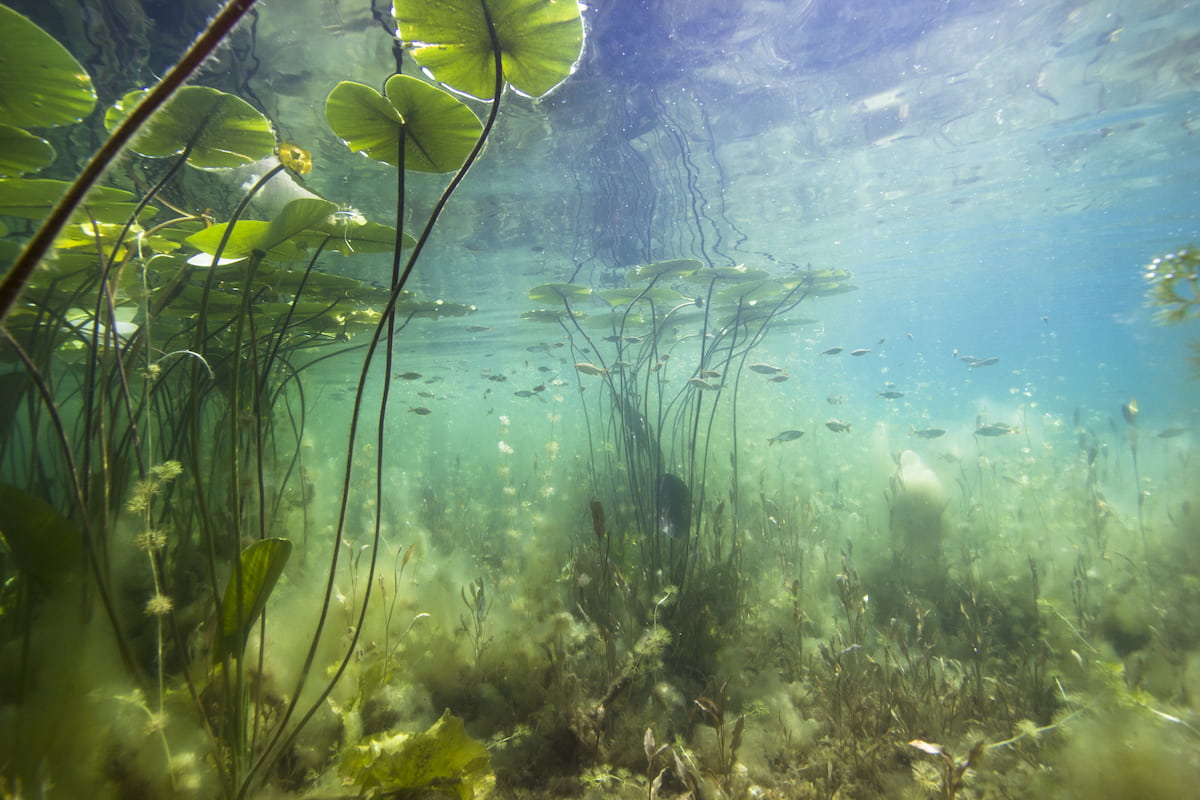 How to Clear Murky Pond Water: Expert Solutions for Cleaner Ponds ...