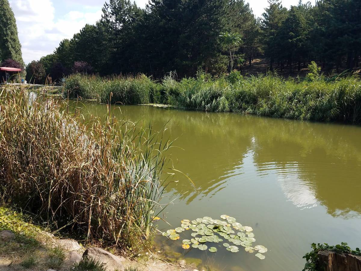 How to Clear Murky Pond Water: Expert Solutions for Cleaner Ponds ...