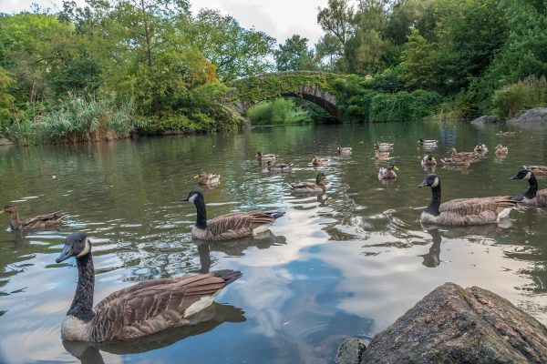 Best Goose Deterrents | Keep Invasive Geese Away From Your Pond