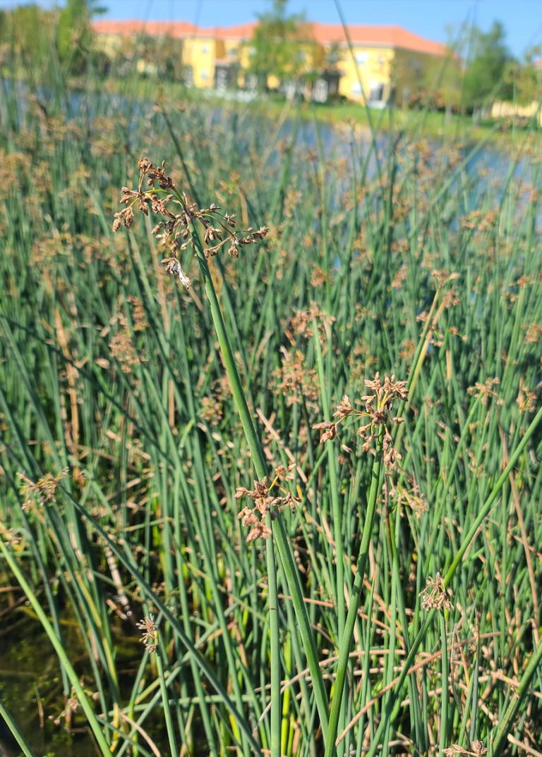 Plants That Border a Pond | Native Species & Purpose
