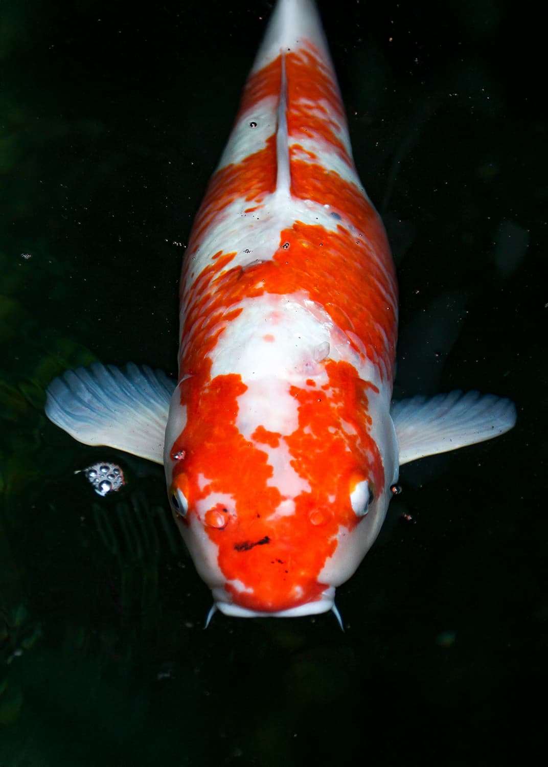 Top 6 Common Pond Snails in Florida Ponds