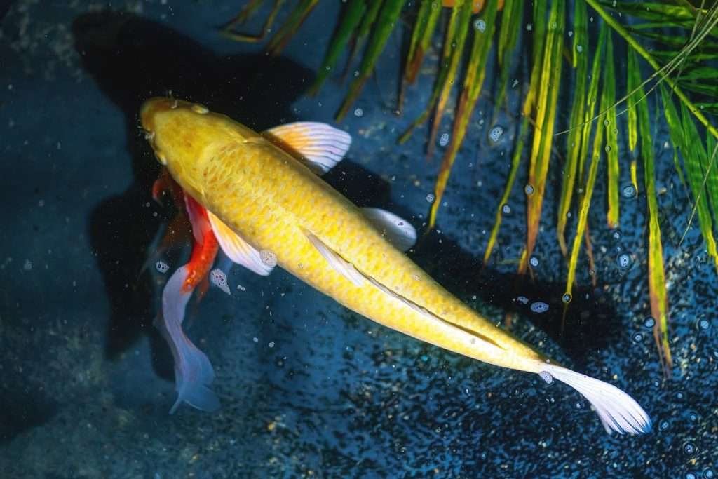Top 6 Common Pond Snails in Florida Ponds